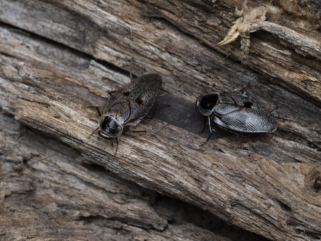 Allacta bimaculata | ゴキ日記