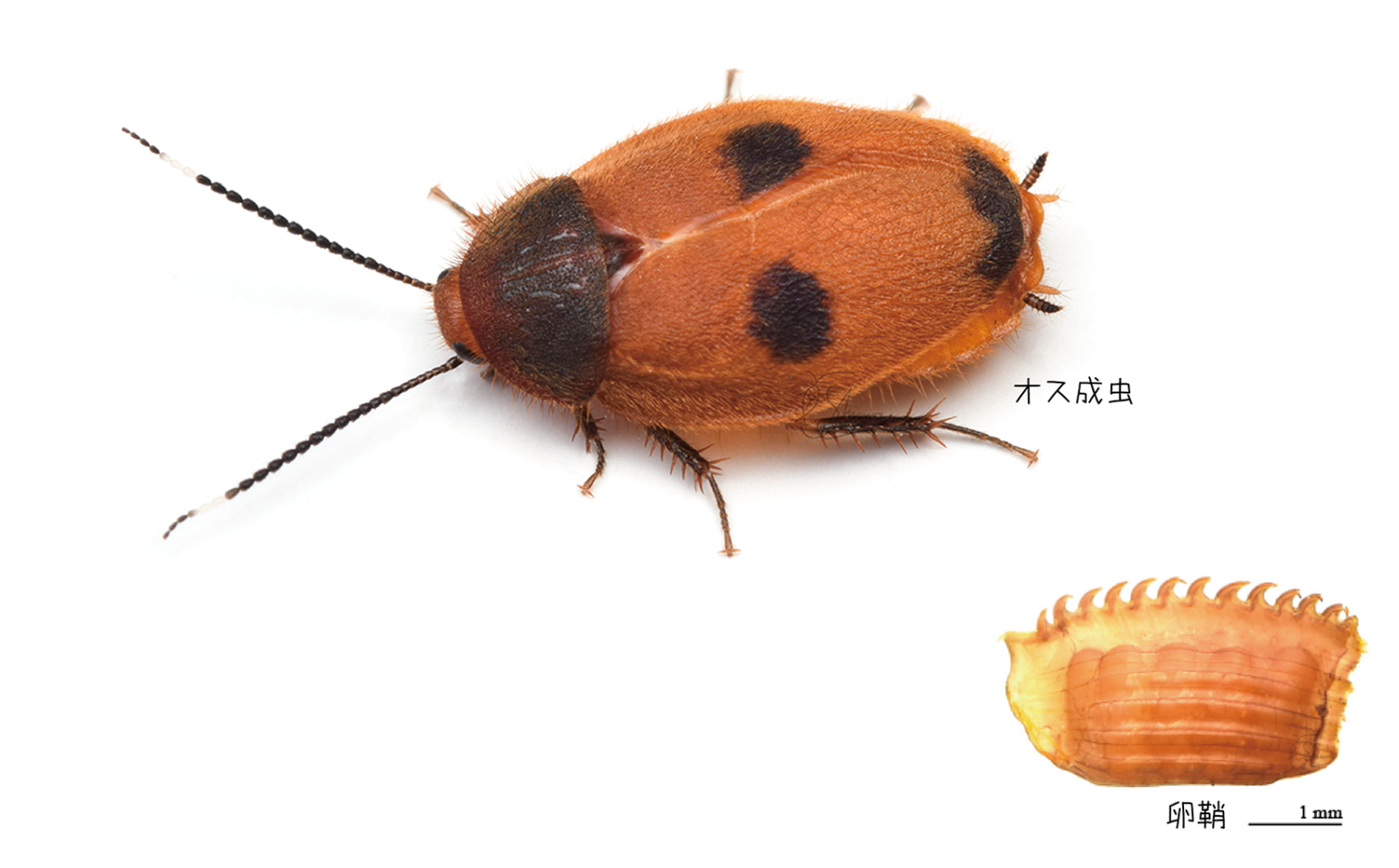 ゴキブリ図鑑 - ゴキブリ屋敷