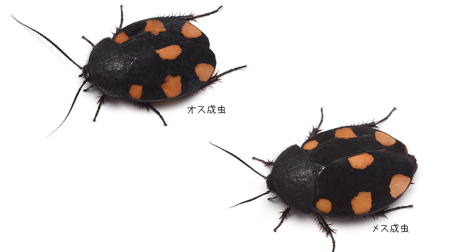 ハレギゴキブリTherea nuptialis - ゴキブリ屋敷
