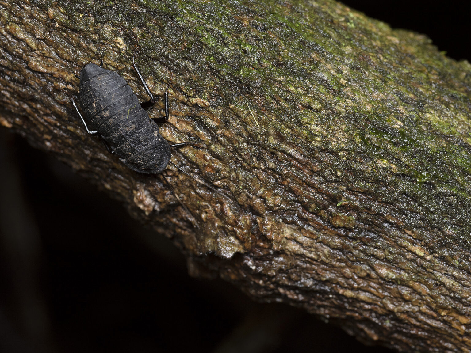 アシナガゴキブリCatara rugosicollis - ゴキブリ屋敷