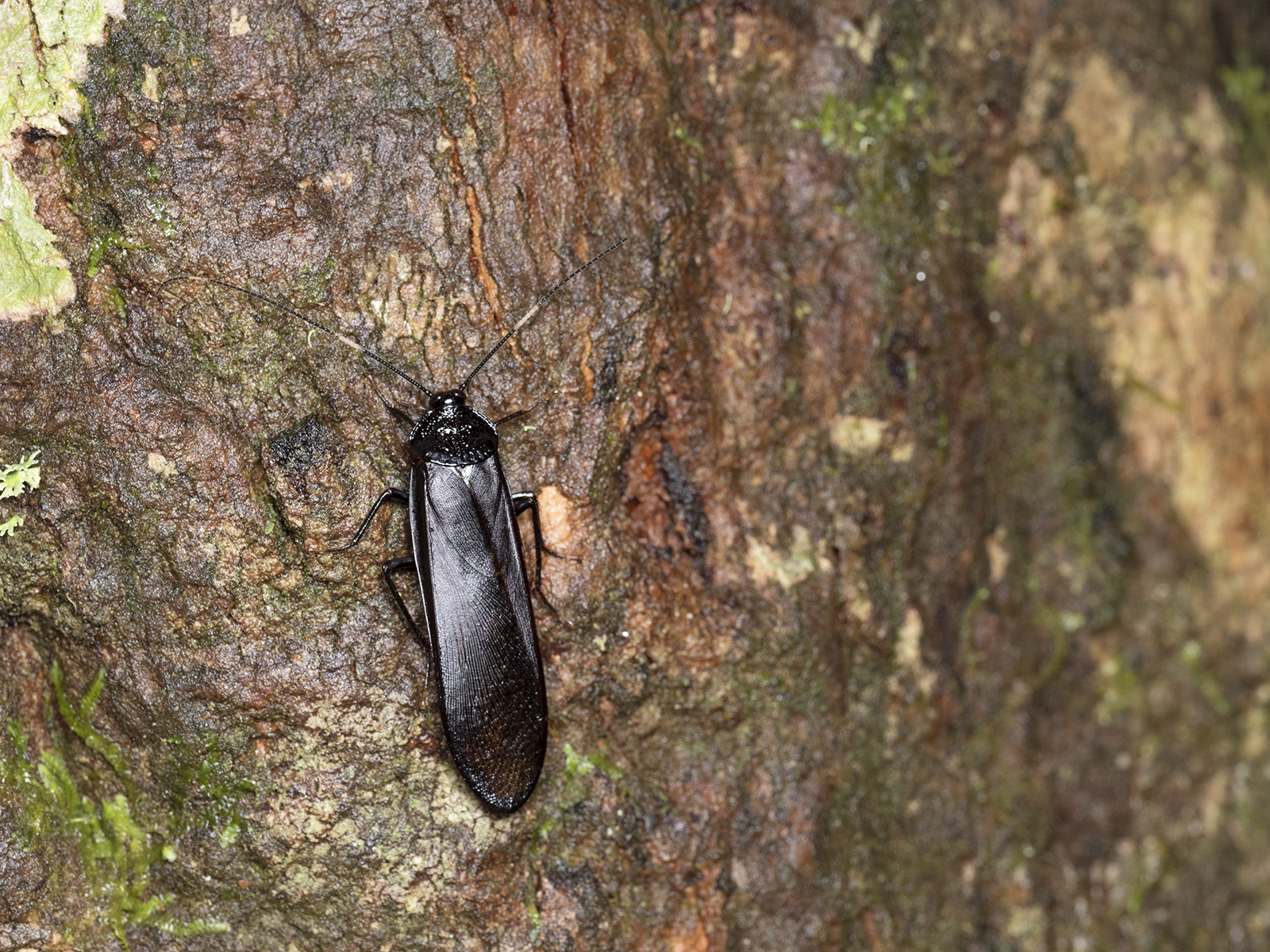 アシナガゴキブリCatara rugosicollis - ゴキブリ屋敷