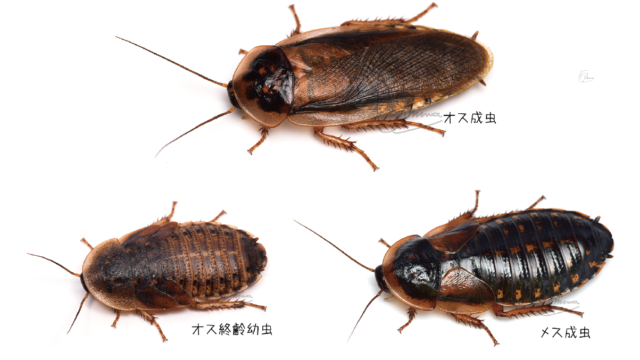 ゴキブリ図鑑 - ゴキブリ屋敷