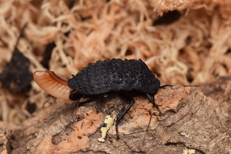 アシナガゴキブリCatara rugosicollis - ゴキブリ屋敷