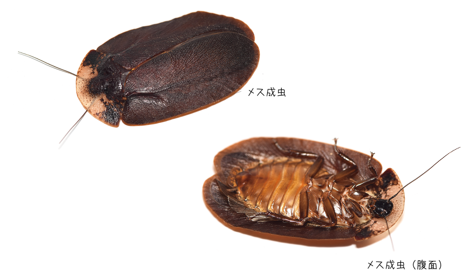 キノカワゴキブリ Capucina patula - ゴキブリ屋敷