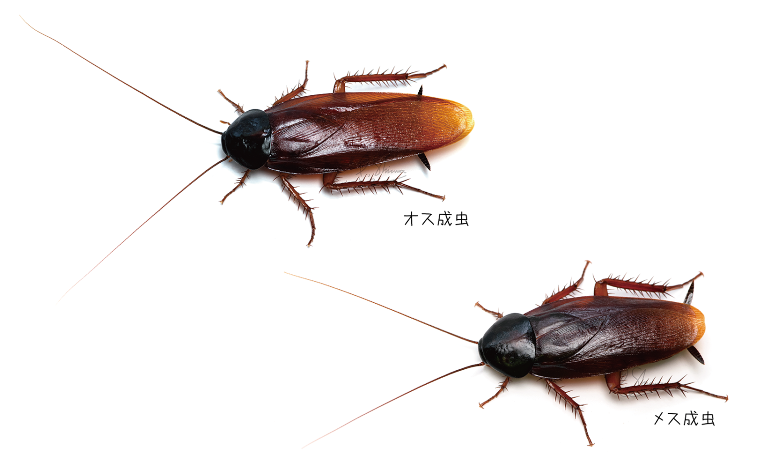 ゴキブリ図鑑 - ゴキブリ屋敷