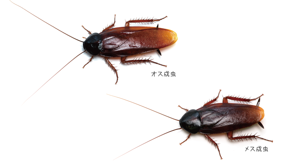 ペットローチ図鑑 | ゴキブリ屋敷