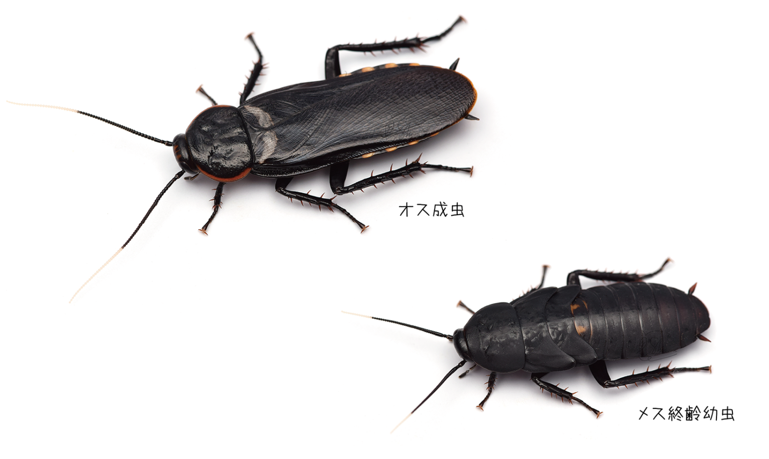 ゴキブリ図鑑 - ゴキブリ屋敷