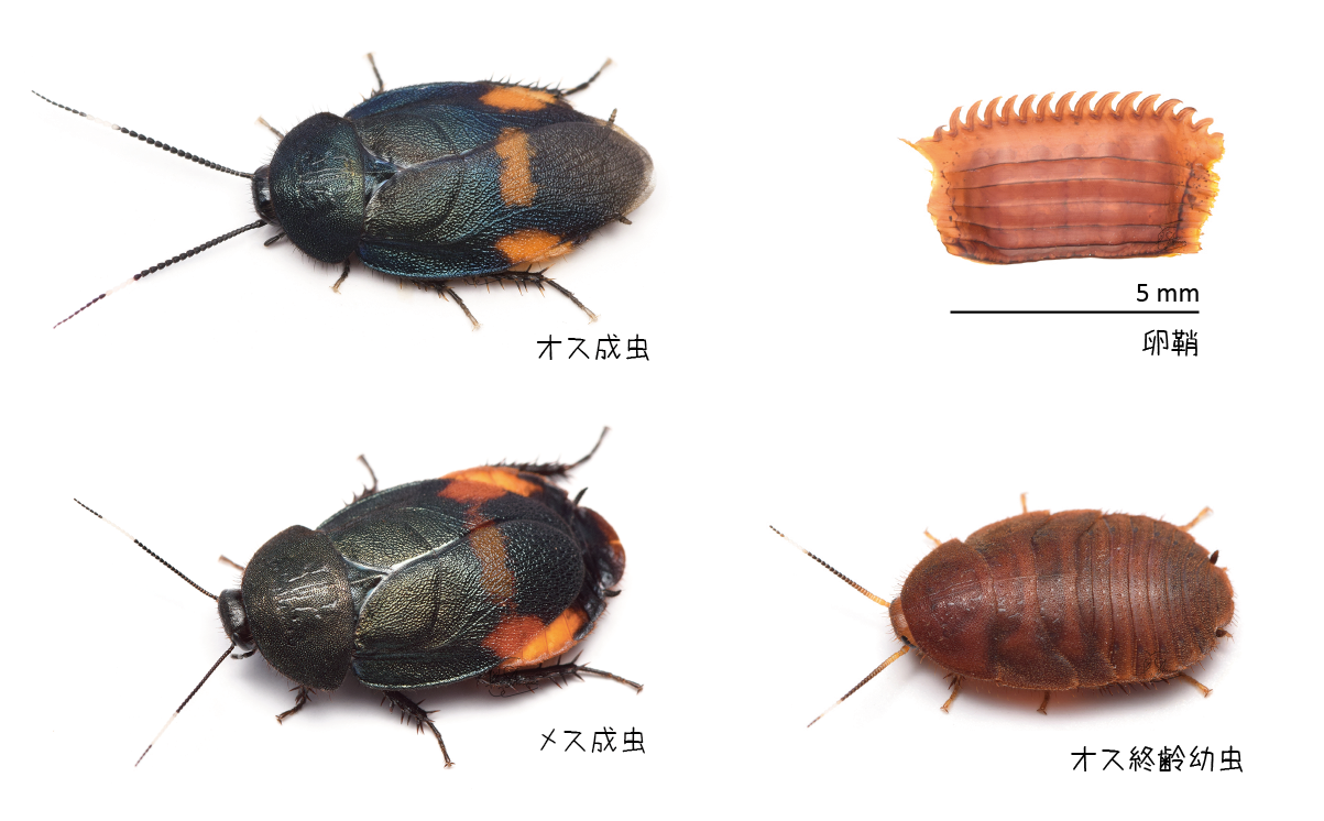 アルゼンチンモリゴキブリ Blaptica dubia - ゴキブリ屋敷